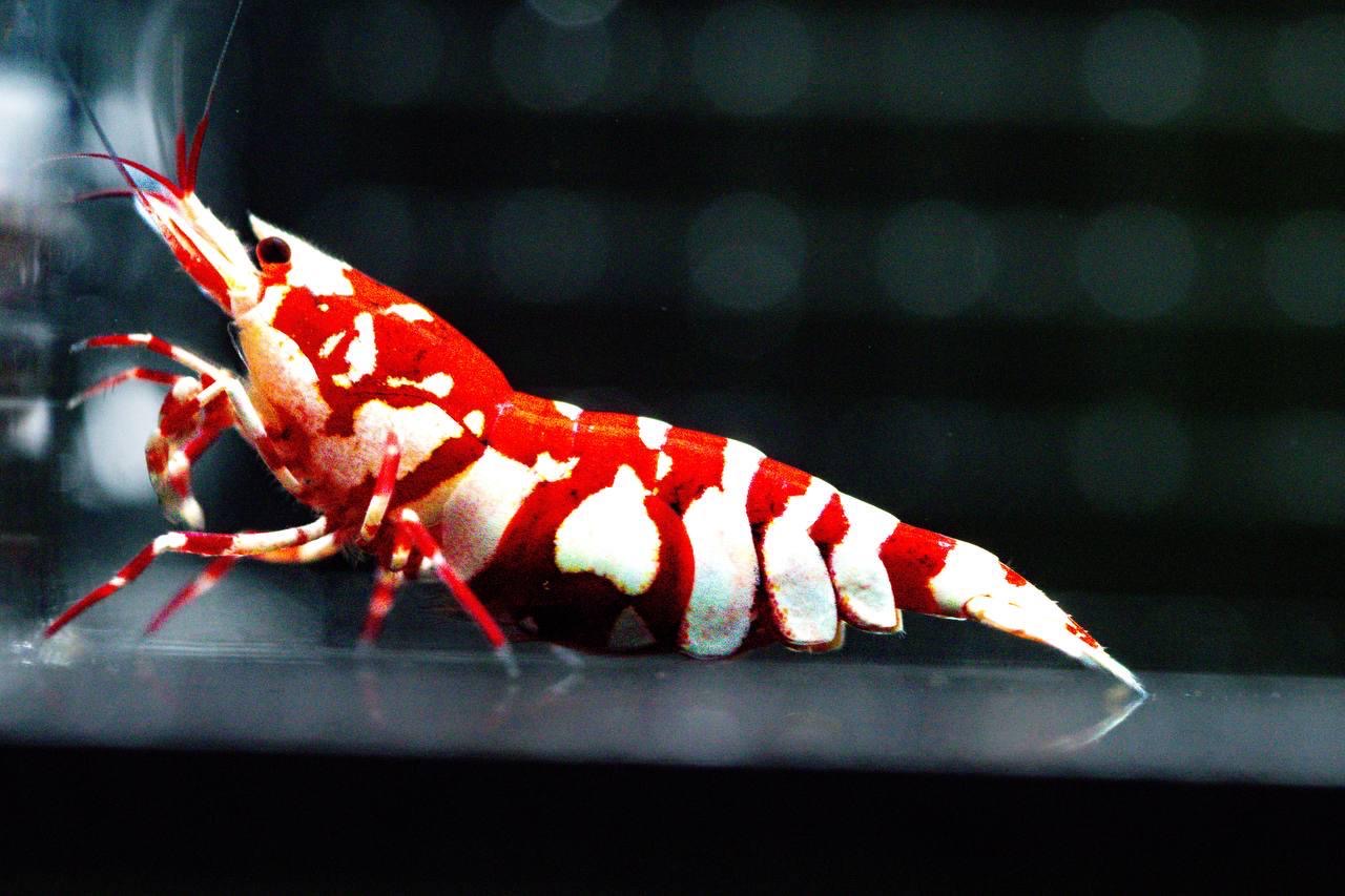 Red Fancy Tiger (TMJ Lineage) – Do Shrimps