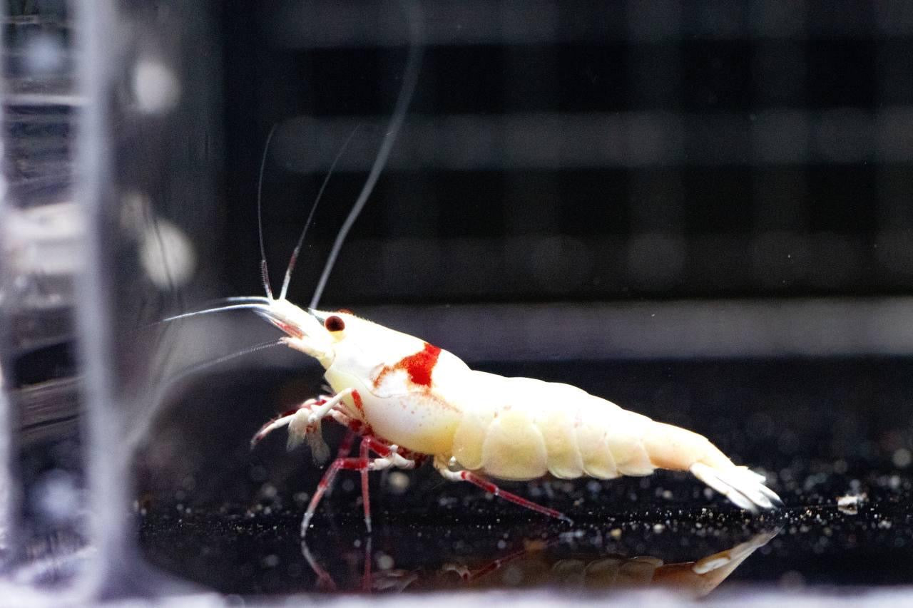 Pure Red Line (PRL) Smiley (TMJ Lineage) – Do Shrimps