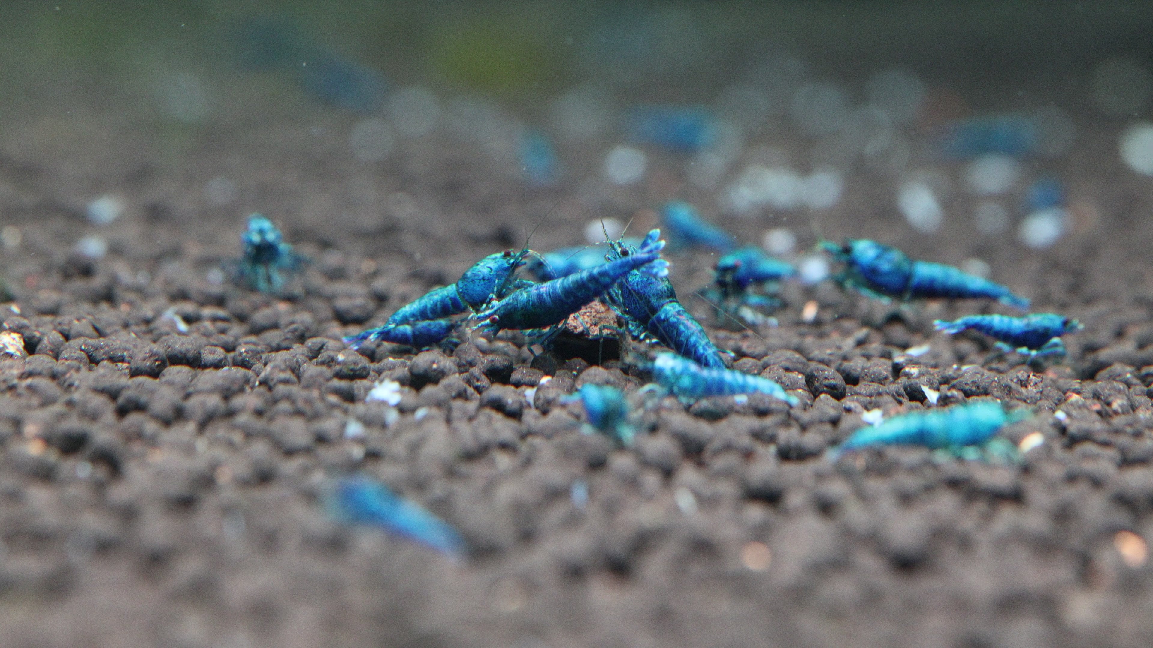 Extreme Blue Bolt (TMJ Lineage) – Do Shrimps